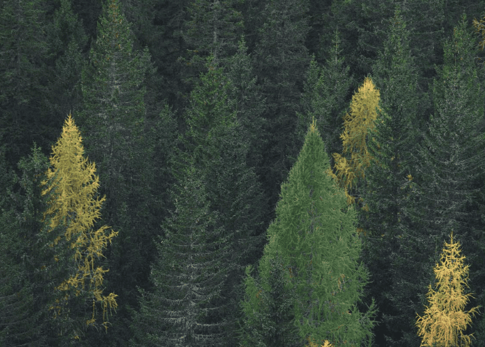 When it comes to Net Zero, we’re all in it together - Envantage Ltd